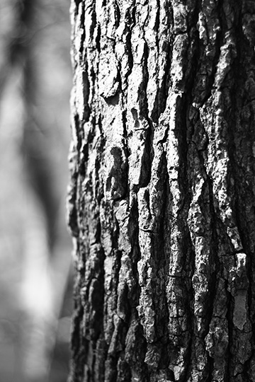 2022 Black & White Photography – Rebecca Riddle