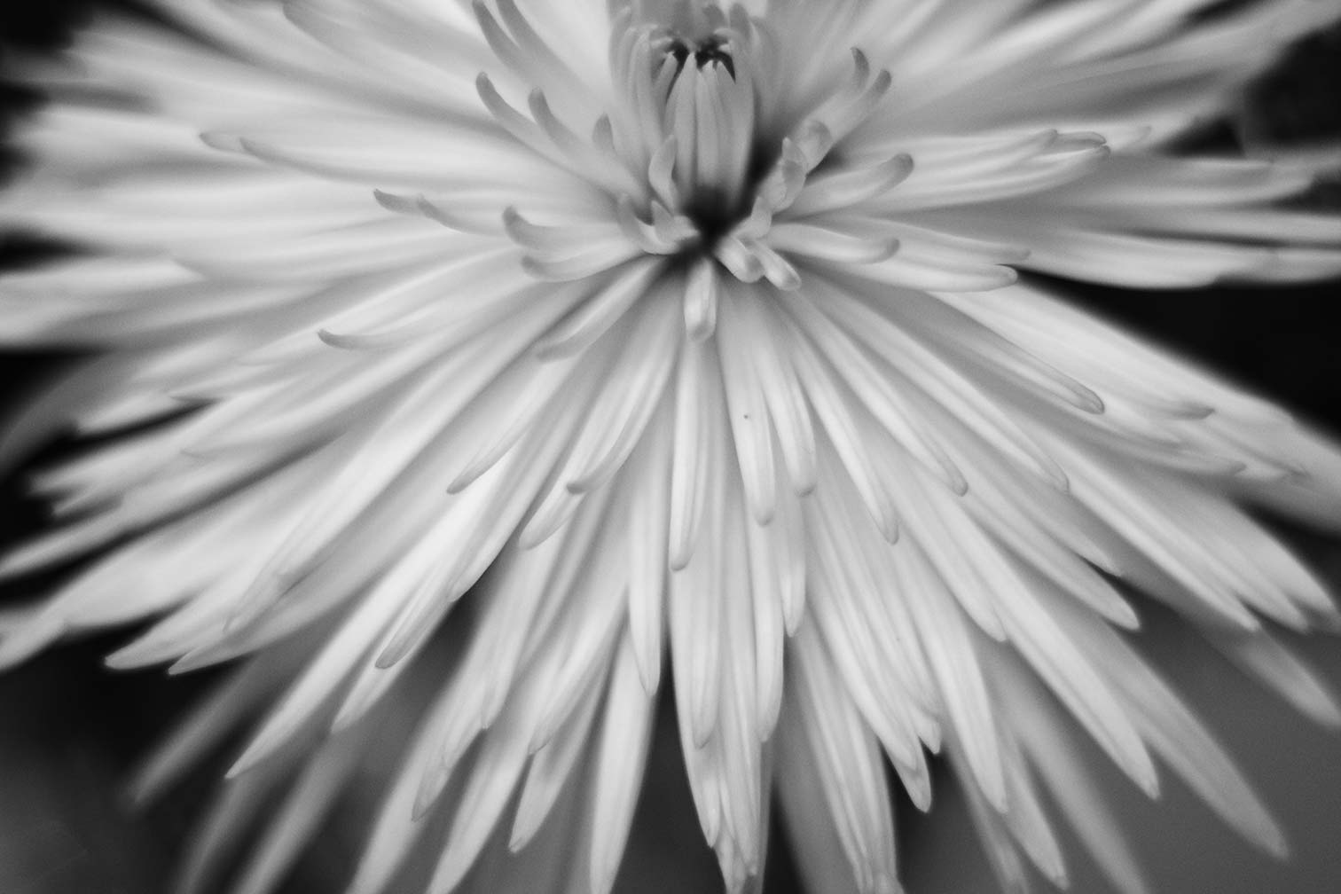 2022 Black & White Photography – Rebecca Riddle